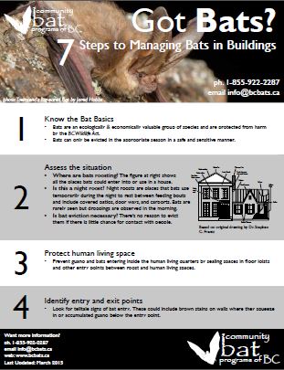 7 Steps to Managing Bats in Buildings - Habitat Conservation Trust ...