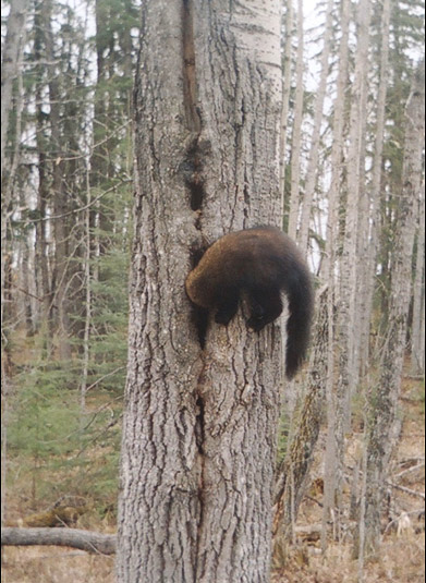 Declining Den Sites: Finding Cavities Fit for a Fisher - Habitat ...