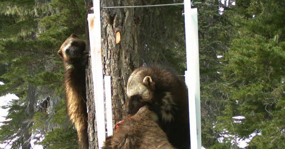 The Secret Life of Wolverines - Habitat Conservation Trust Foundation