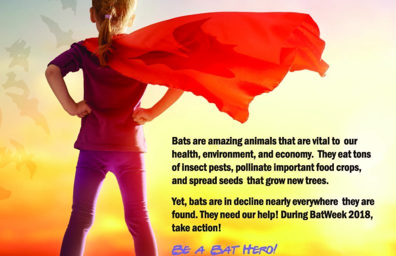 It's Bat Week: Be a Bat Hero! - Habitat Conservation Trust Foundation