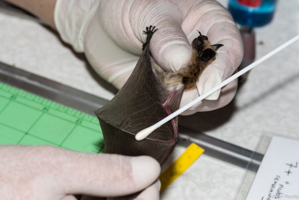 Seeking ways to protect western bats from deadly white-nose syndrome ...