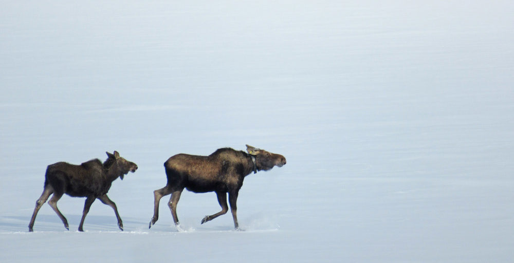 Study examines how wolves use their territory and their impact on moose ...