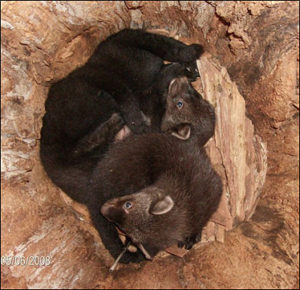 Stewardship Tools to Help Forest Professionals Conserve Fisher Habitat ...