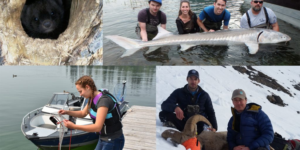 HCTF Announces 2020-21 List of Approved Conservation Projects Across BC ...