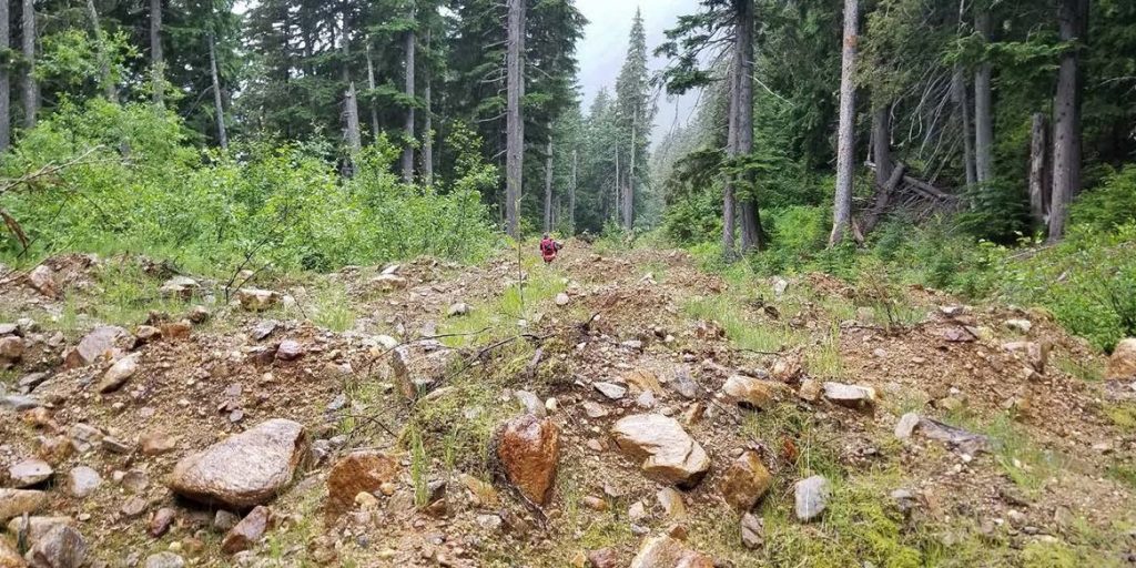 Over $1 Million for Caribou Habitat Restoration Projects in BC ...