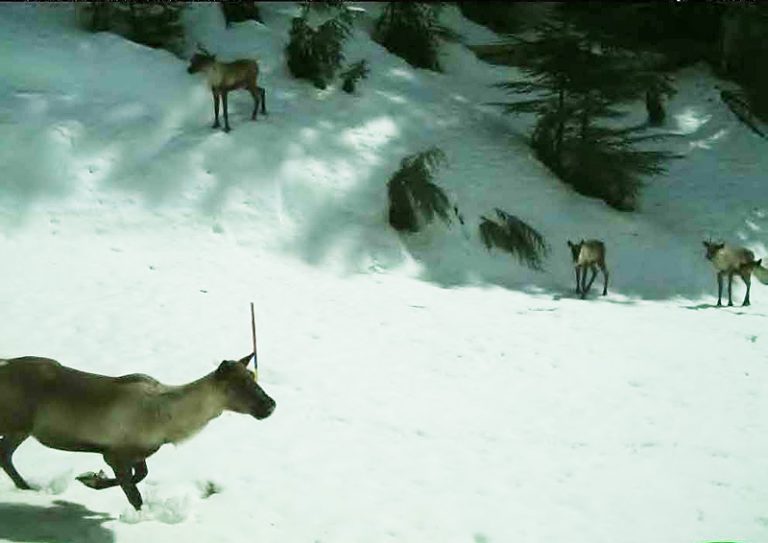 Over $1 Million for Caribou Habitat Restoration Projects in BC ...