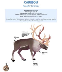 World Caribou Day - Habitat Conservation Trust Foundation
