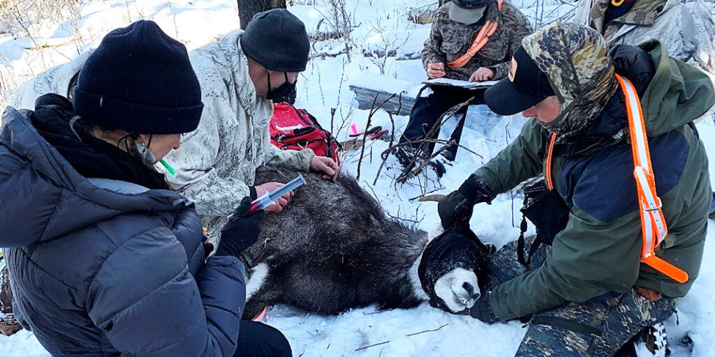 Project Profile: Health and Behaviour of BC’s Southern Most Stone’s ...