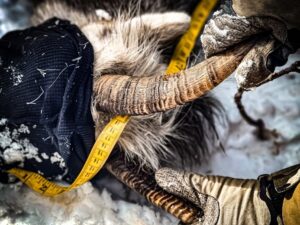 Project Profile: Health and Behaviour of BC’s Southern Most Stone’s ...