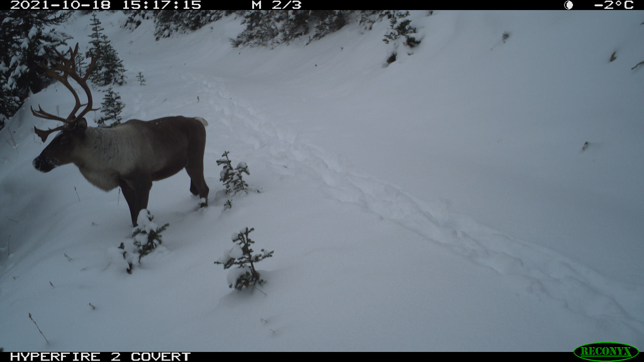 Project Profile & Lessons Learned: Tweedsmuir Caribou Winter Range ...