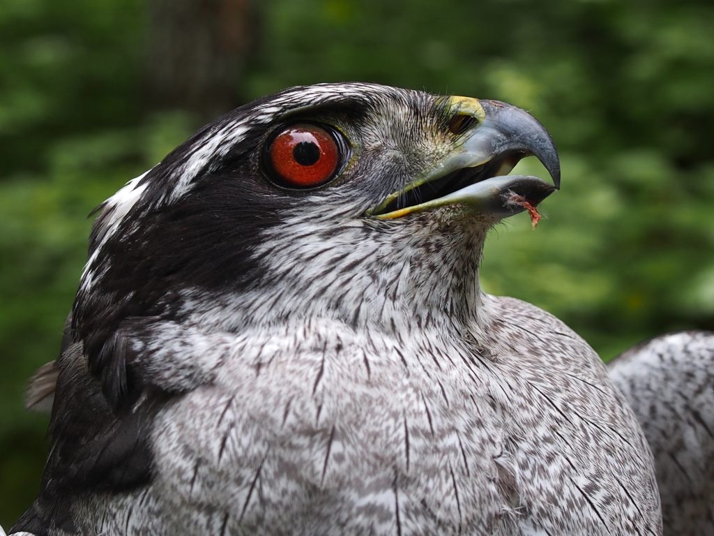 Additional Funding Available for Marbled Murrelet and Northern Goshawk ...