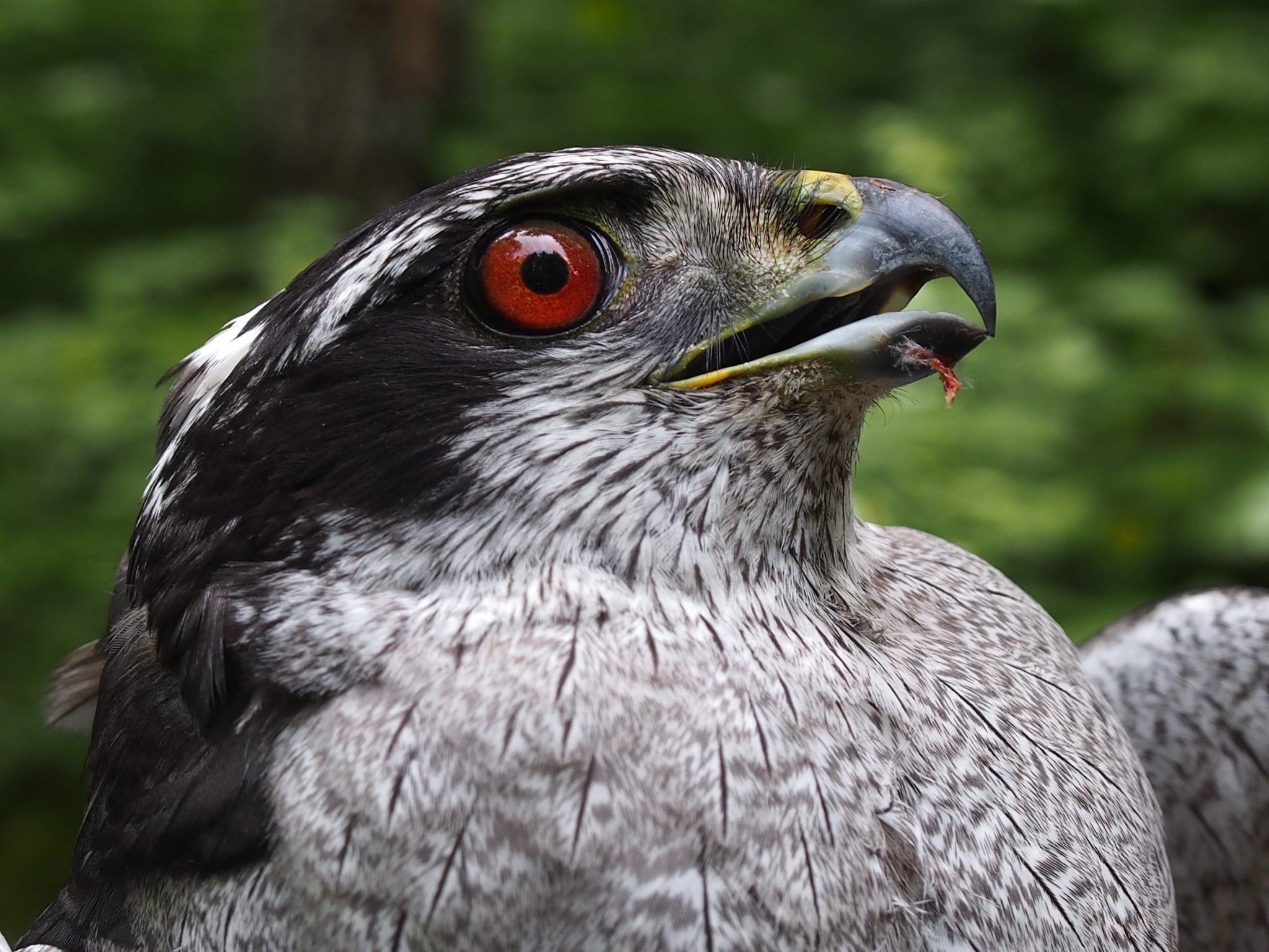 Additional Funding Available for Marbled Murrelet and Northern Goshawk ...
