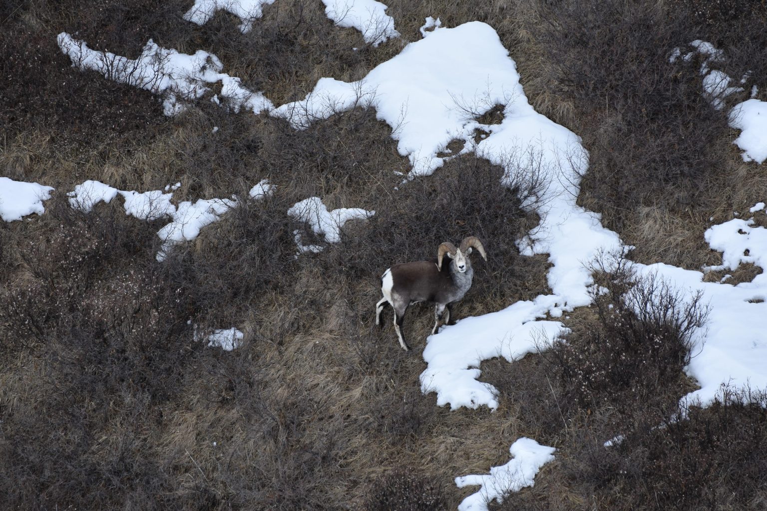 How Prescribed Fire is Helping Enhance Stone’s Sheep Habitat in B.C ...