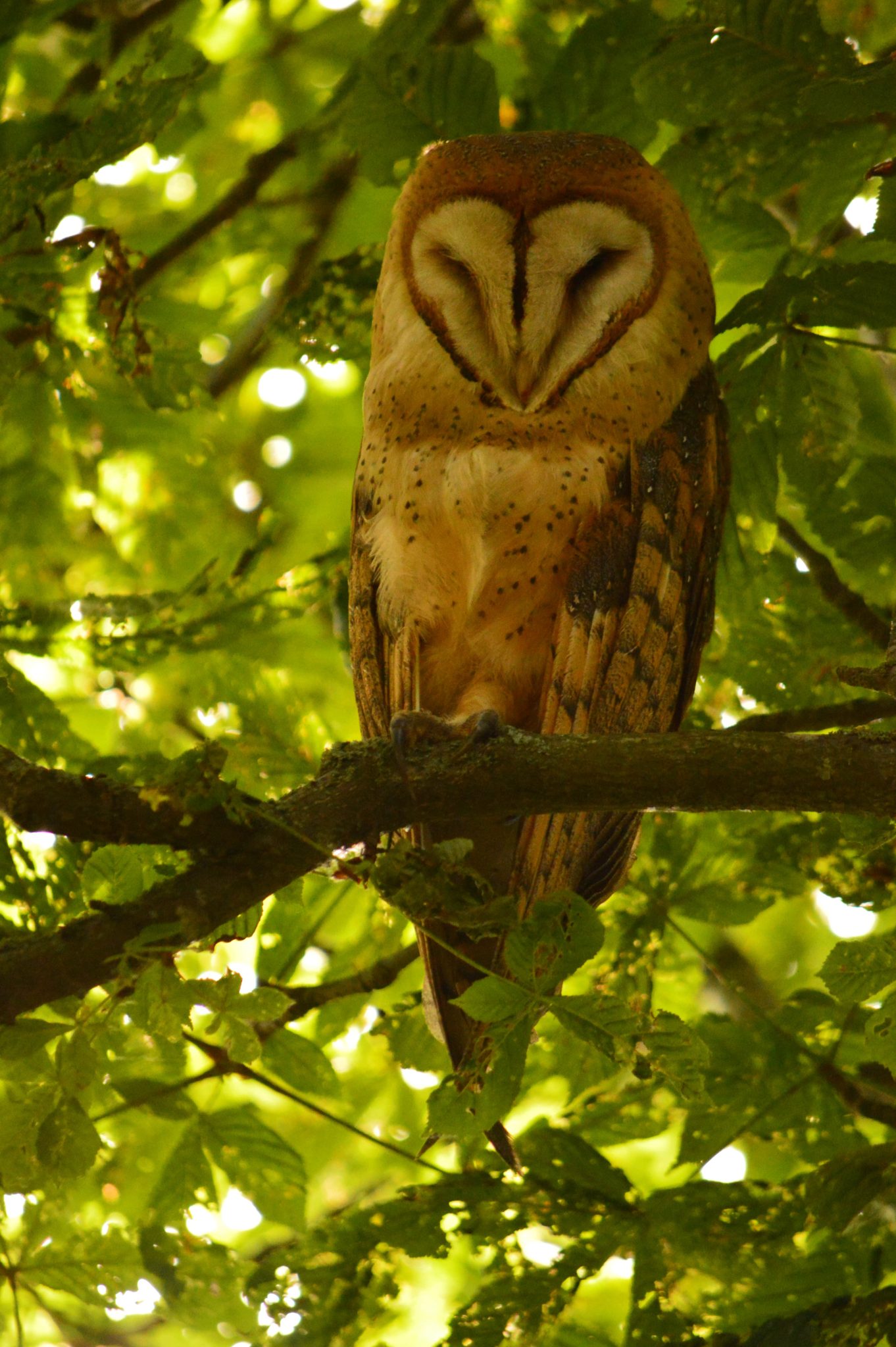 Funding Available for Fraser Valley Raptor Projects - Habitat ...